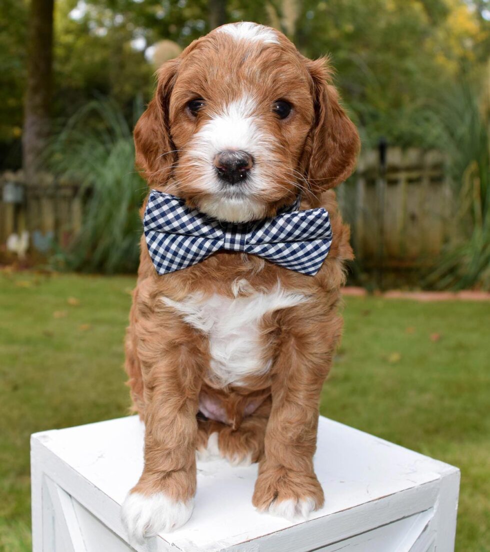 Doodle Breeders in North Carolina, South Carolina, Georgia - Crossfield ...